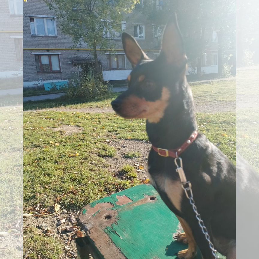 Русский той-терьер вязка (ищем мальчика)