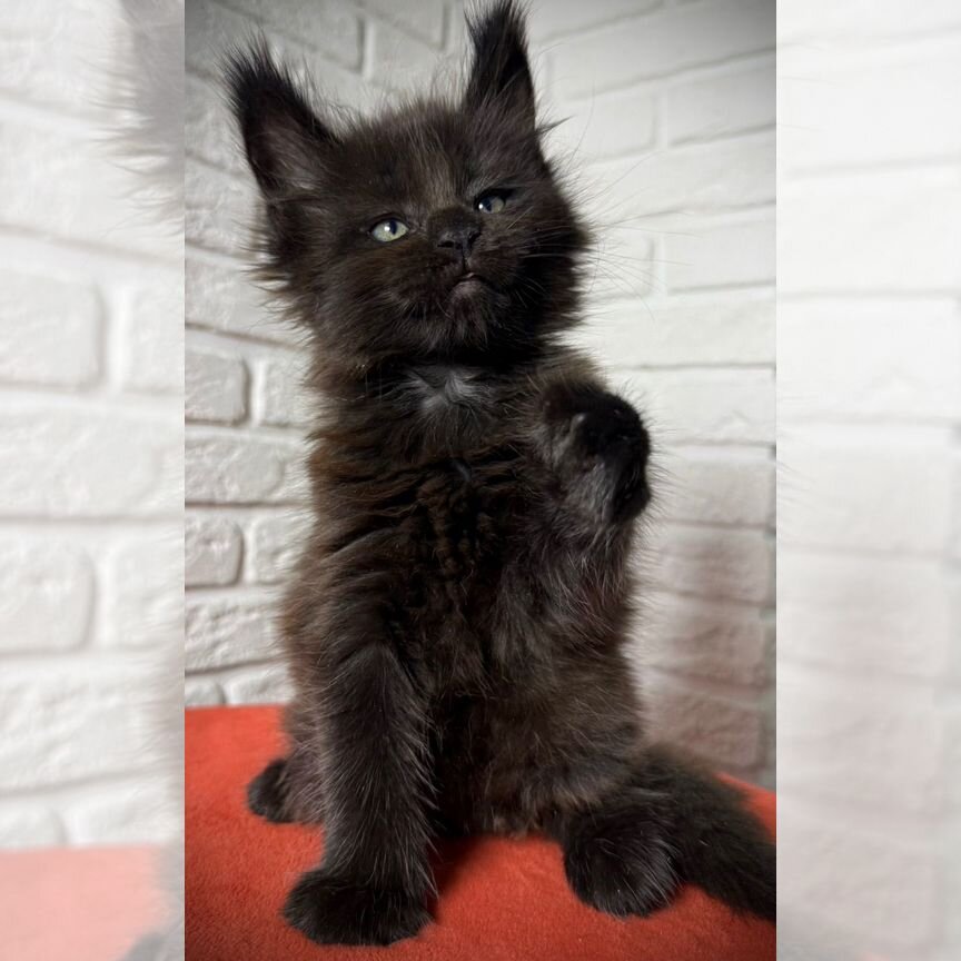 Мейн-кун котёнок