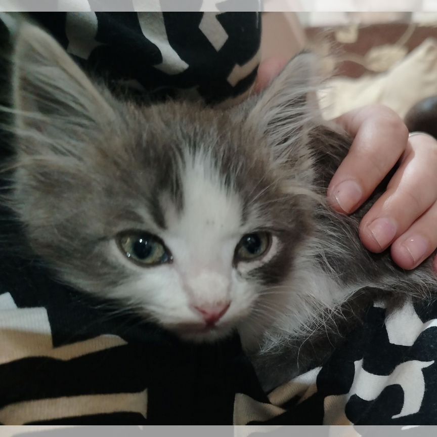 Котенок бесплатно