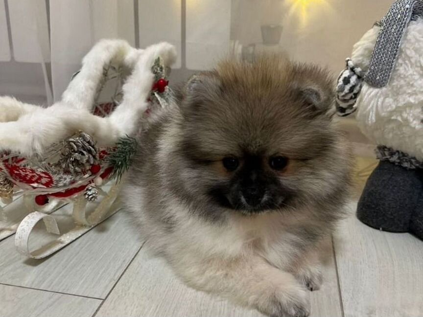 Померанский шпиц