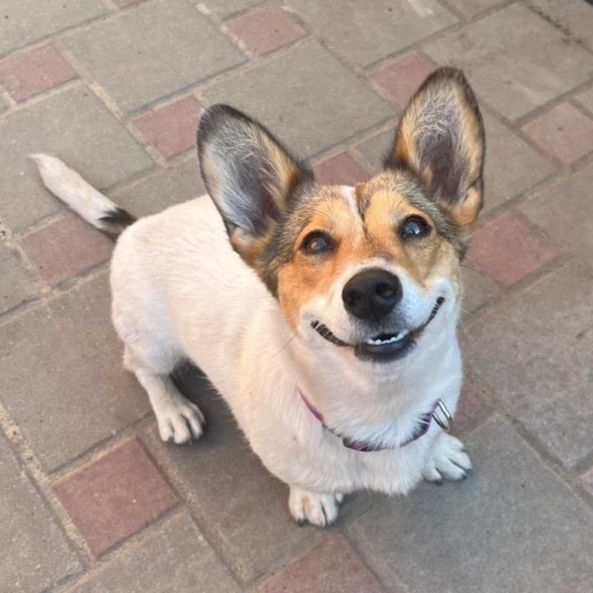 Собака в добрые руки маленькая