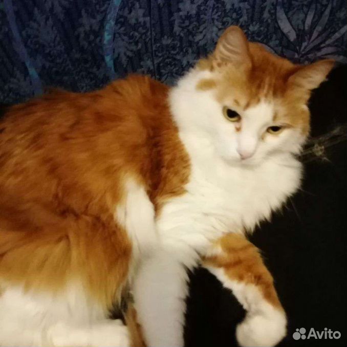 Добрый котик ищет друга