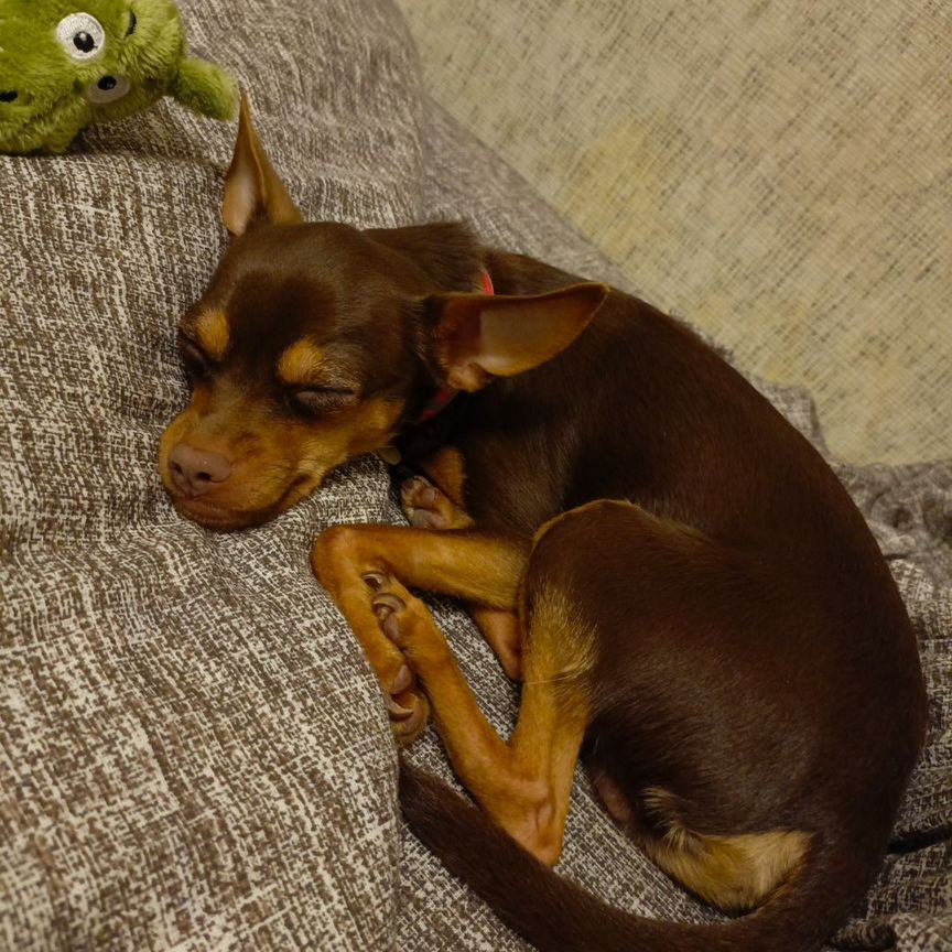 Вязка кобель той-терьер