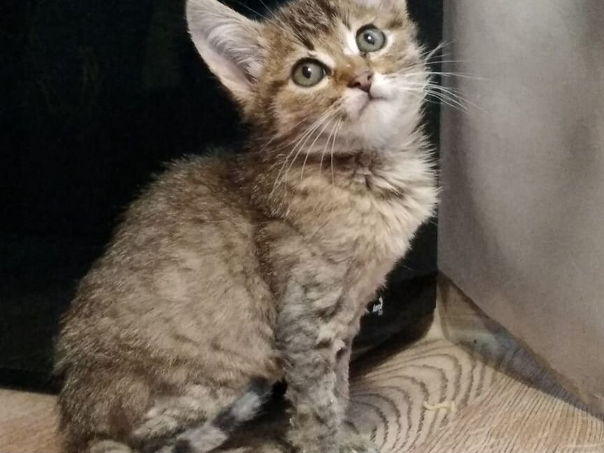 Котята в добрые руки бесплатно