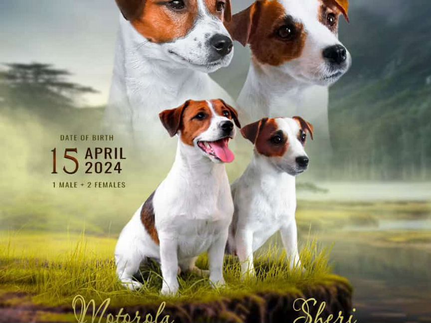 Джек расл терьер щенки