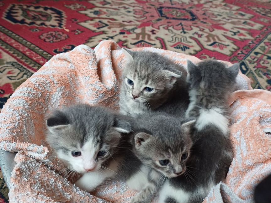 Милые кошечки ищут дом