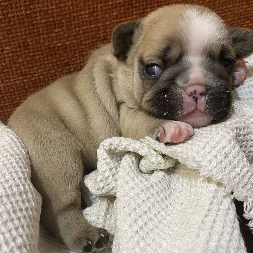 Французский бульдог, щенок
