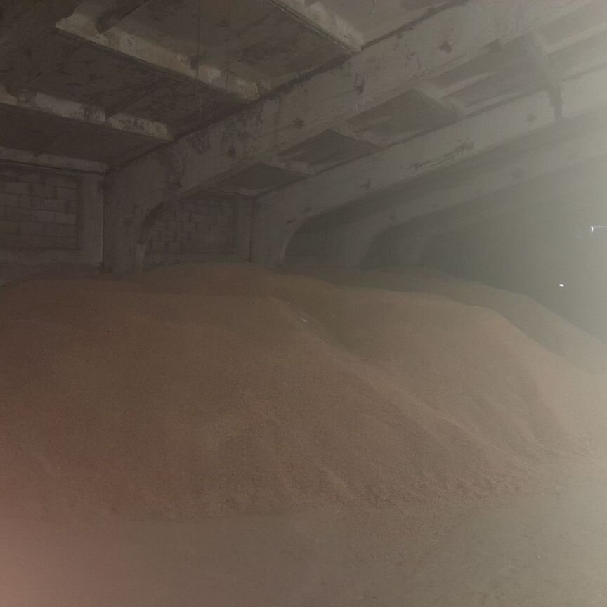 Пшеница фуражная