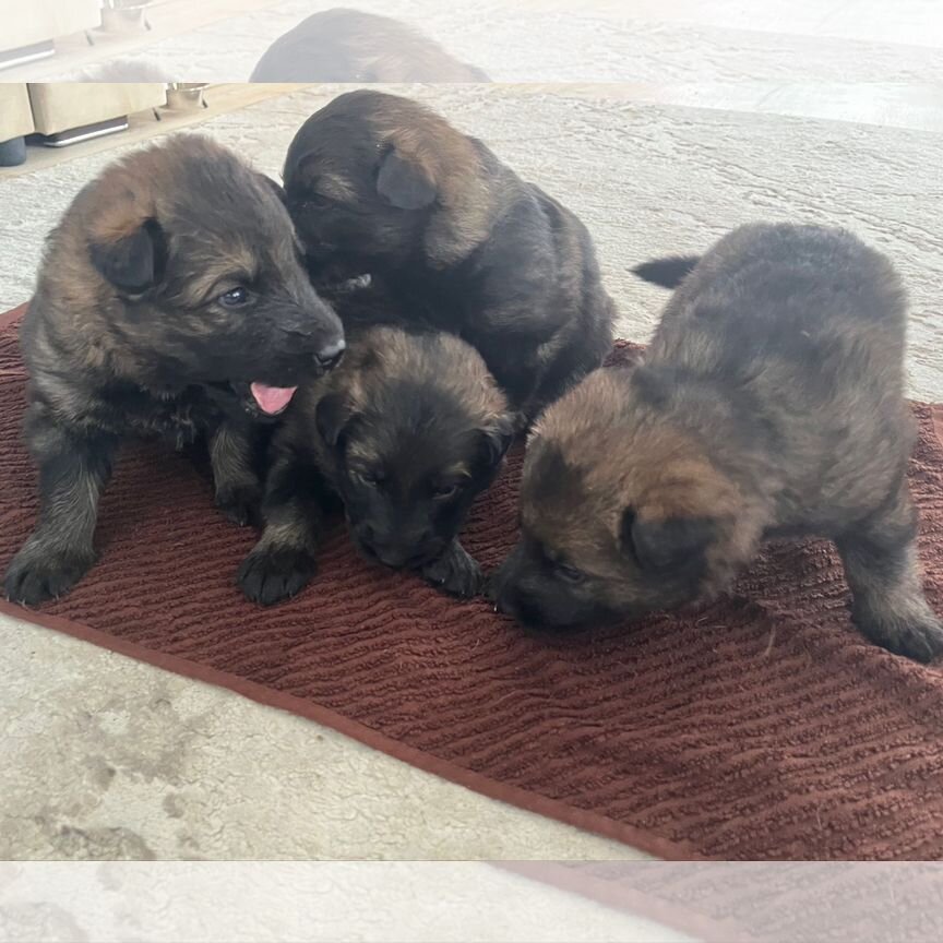 Немецкая овчарка, щенок