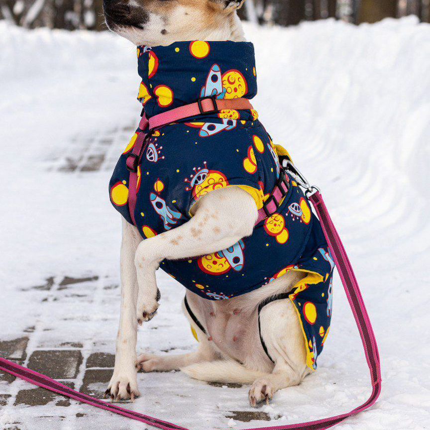 Взрослая собака в добрые руки