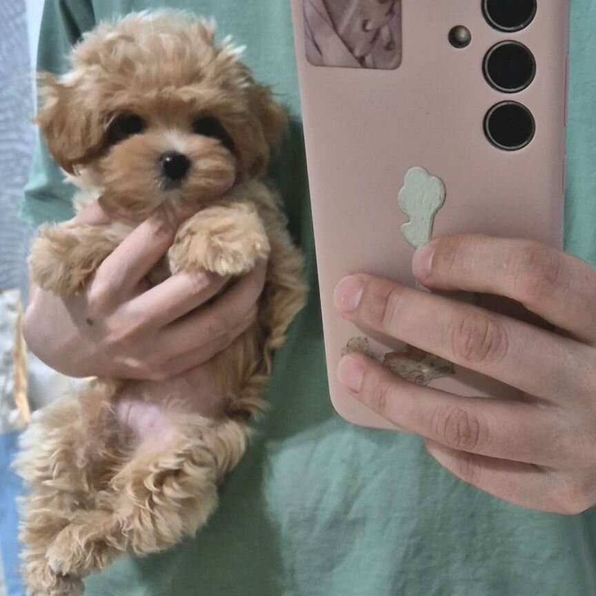 Мальтипу, щенок