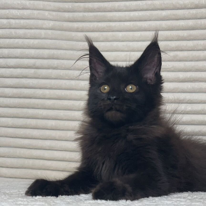 Котята мейн-кун черная королева