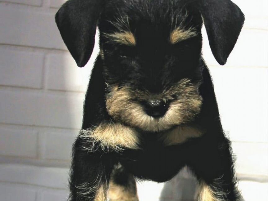 Цвергшнауцер