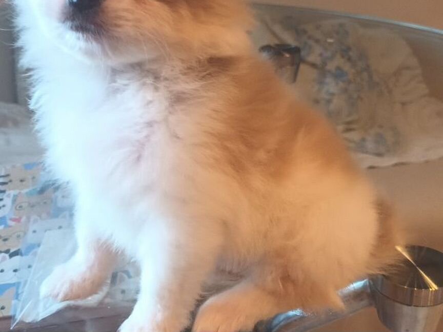 Маленький шпиц девочка