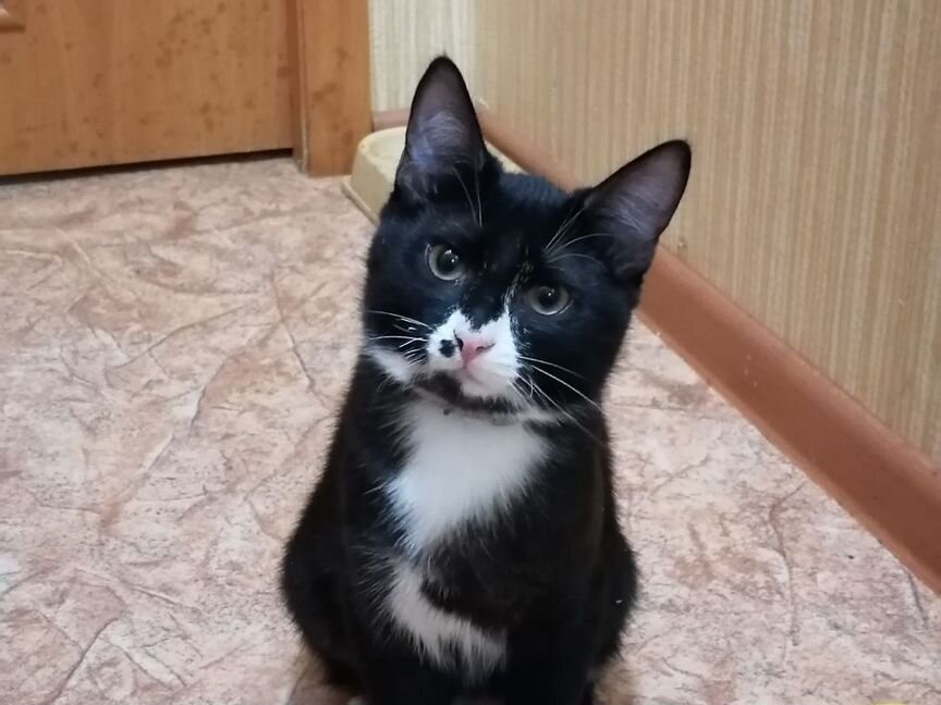 Котик
