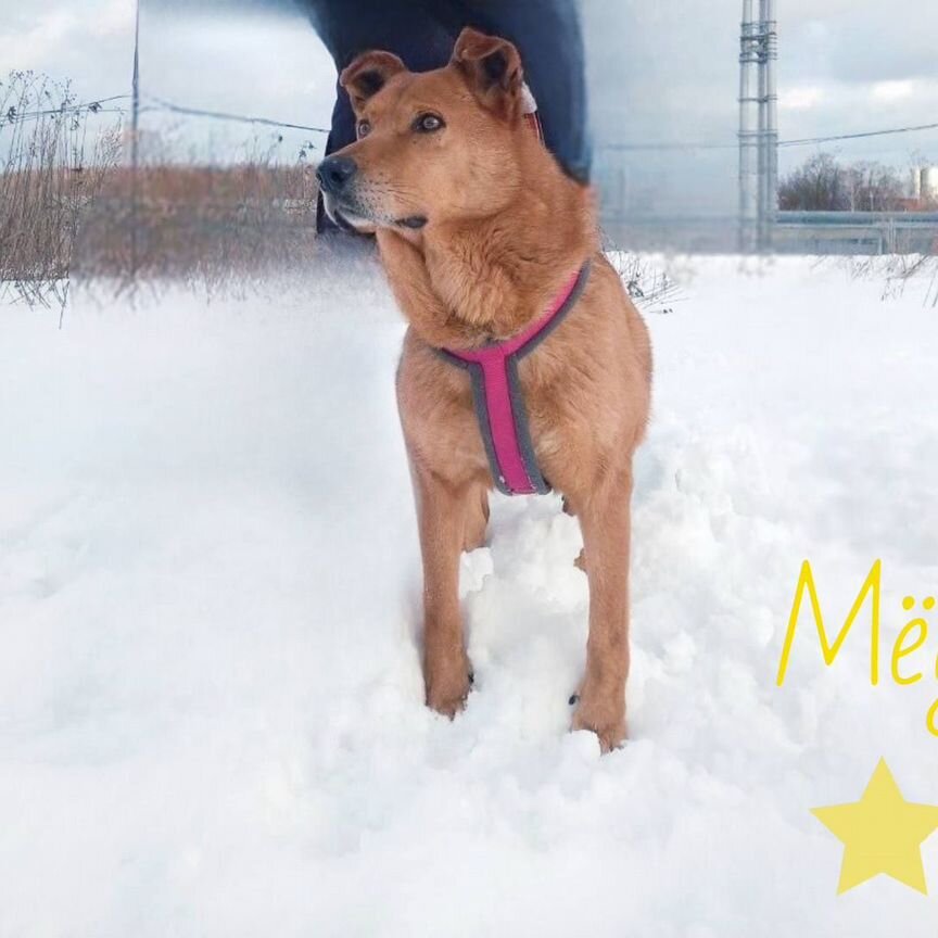 Отличный пес ищет друга