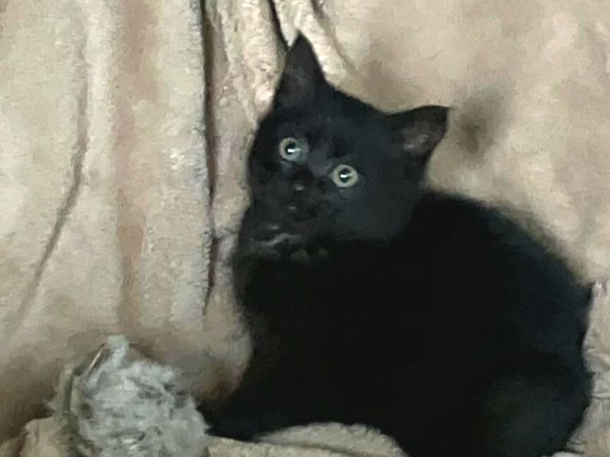 Котенок в добрые руки. Черная малютка