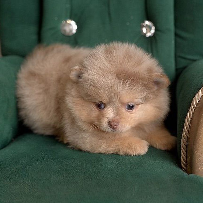 Померанский шпиц, щенок