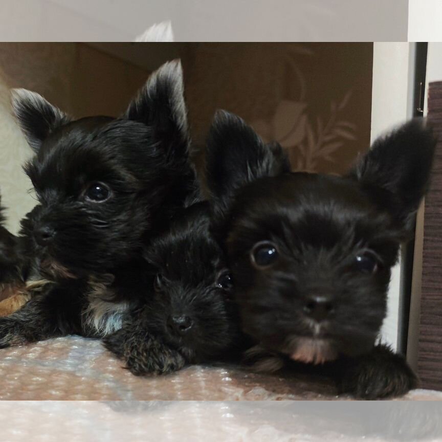 Черные йорки мальчики