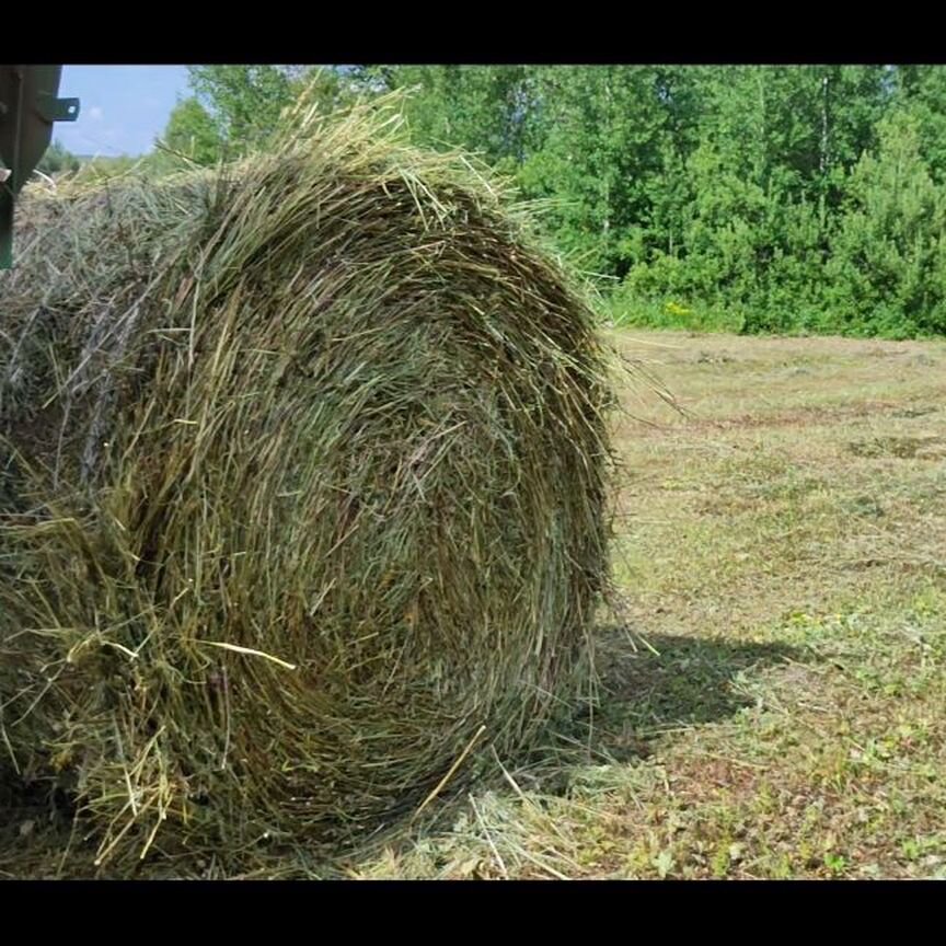 Продам сено в рулонах