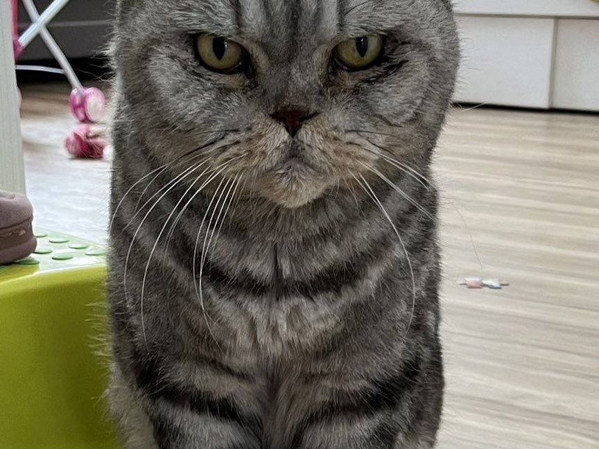 Шотландская вислоухая кот бесплатно