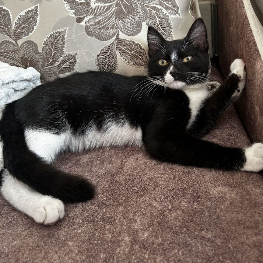 Котёнок в добрые руки