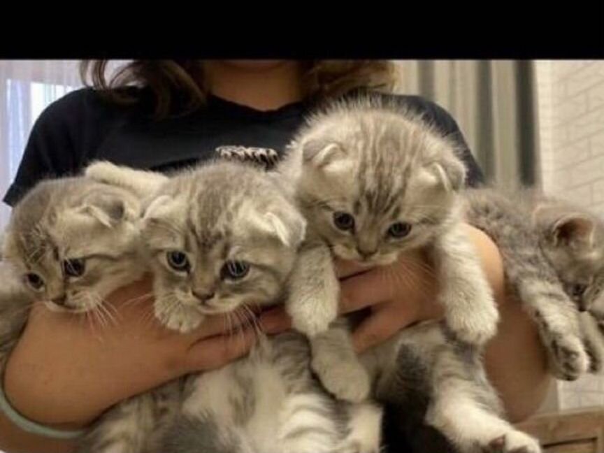 Шотландские котята