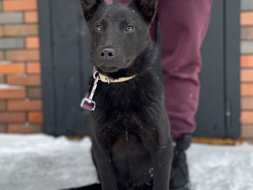 Щенку нужен дом, замерзает на дачах