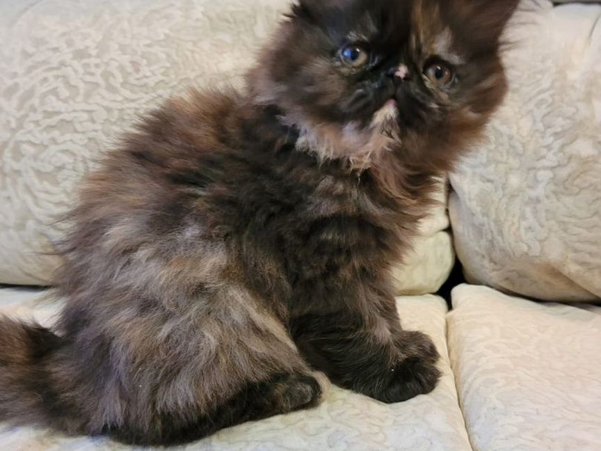 Персидские котята