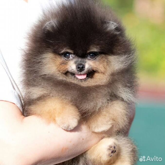 Мальчишка-пом без недостатков