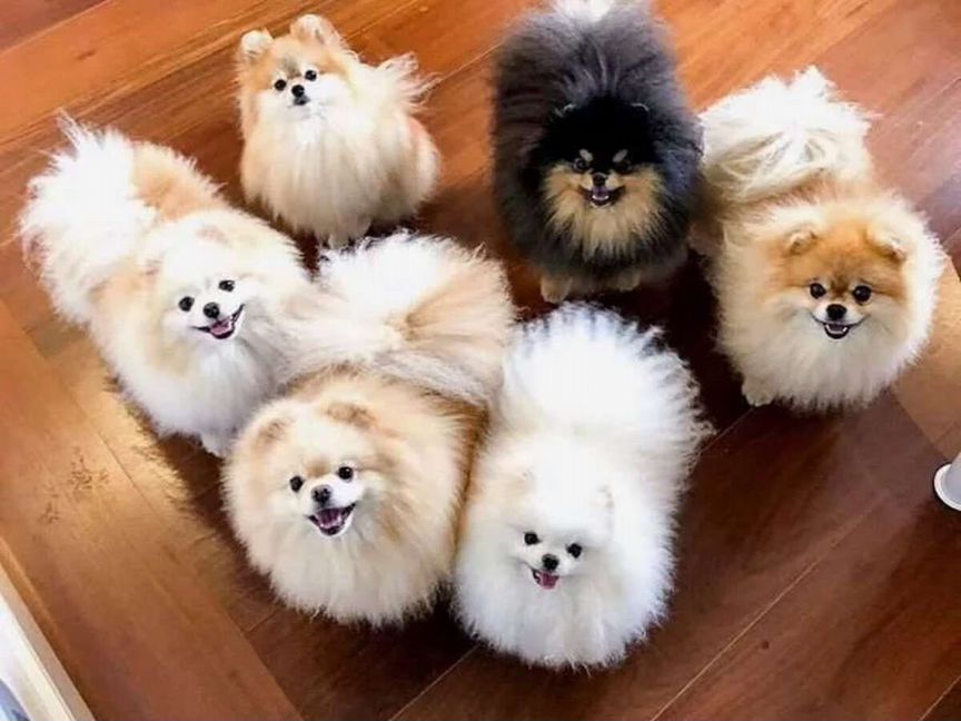 Возьму Шпица выведенного из разведения