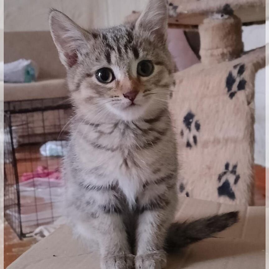 Котенок вы добрые руки