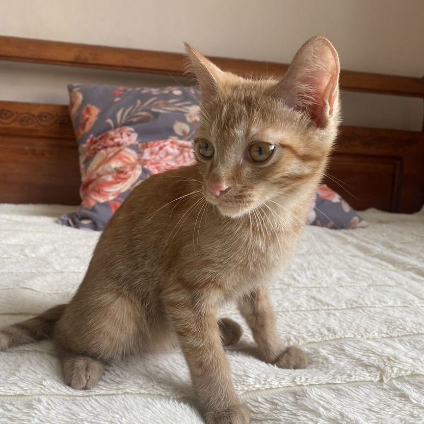 Рыжий котенок в добрые руки бесплатно