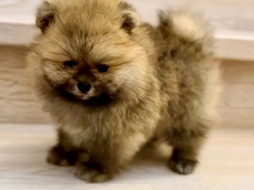 Красный плюшевый мишка - померашка