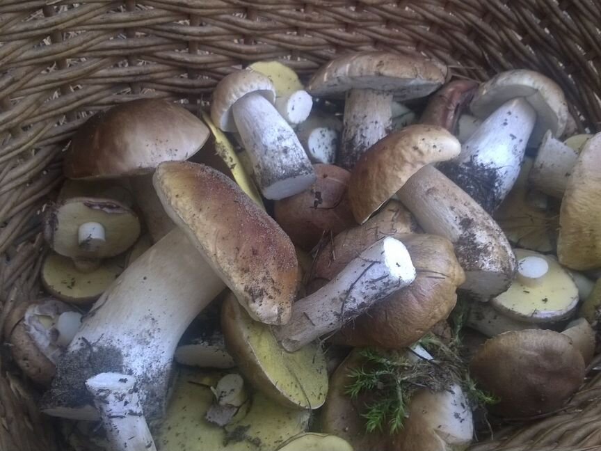 Без названия