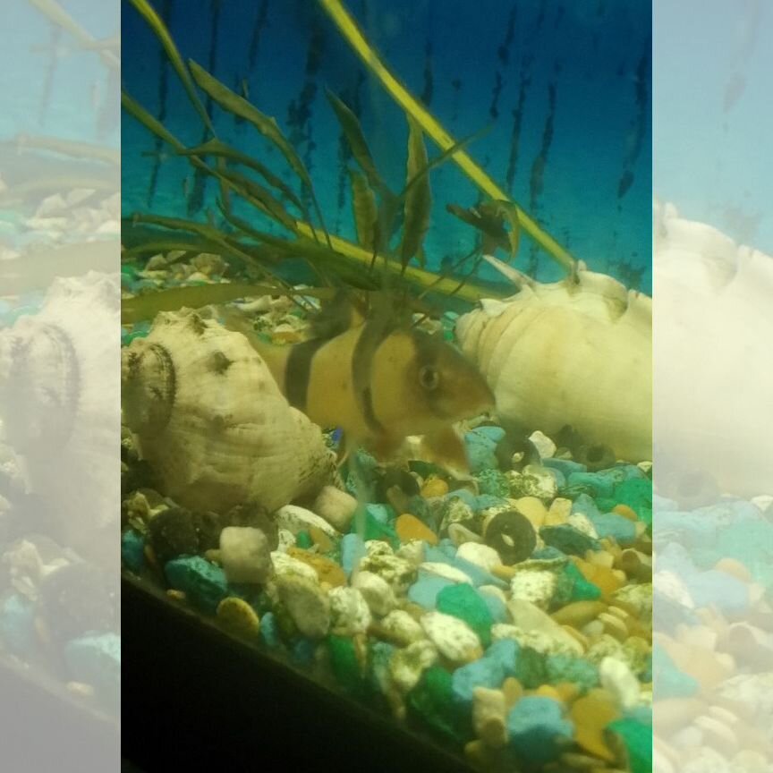 Рыба боция клоун