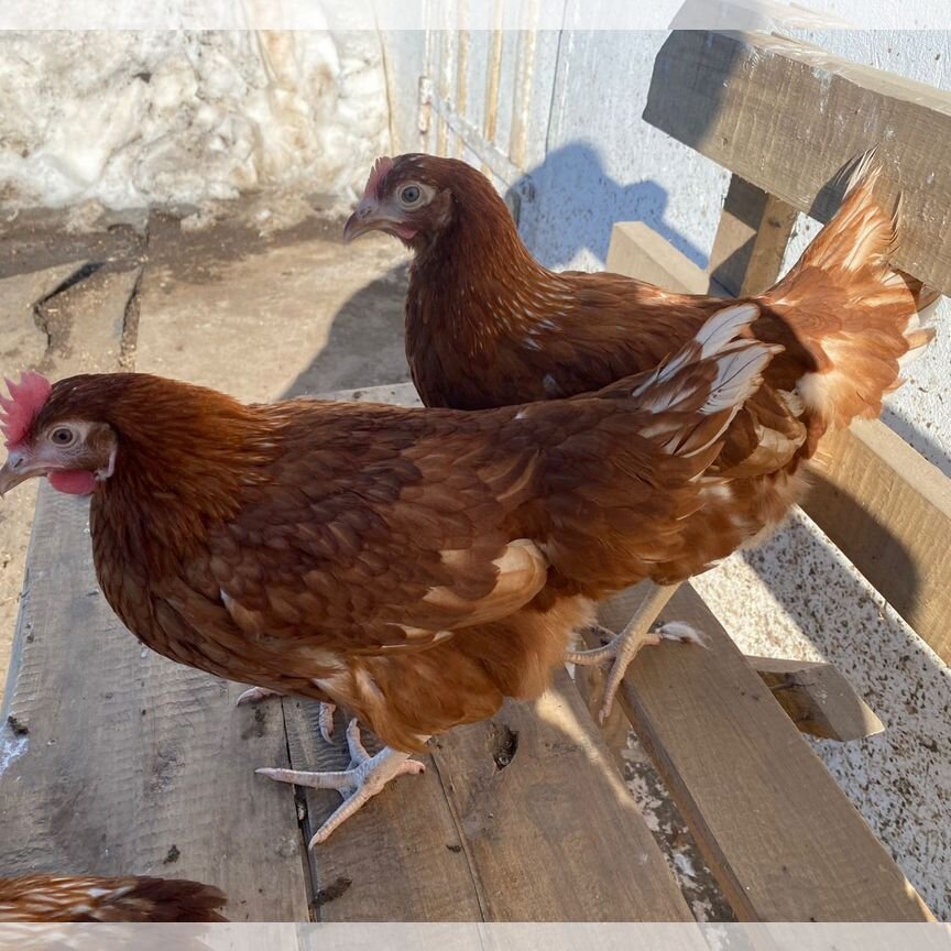 Куры молодки несушки доминант