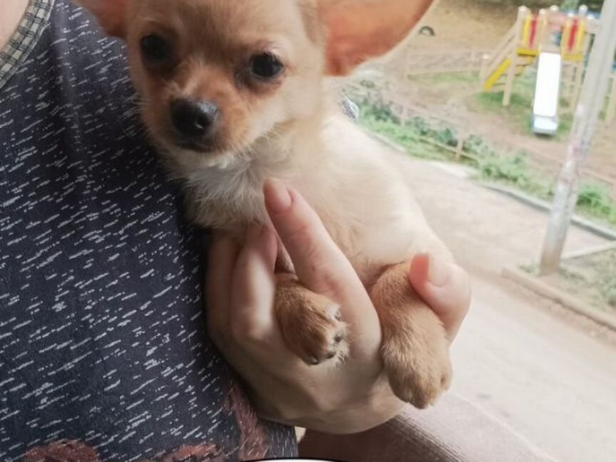 Чихуахуа щенки