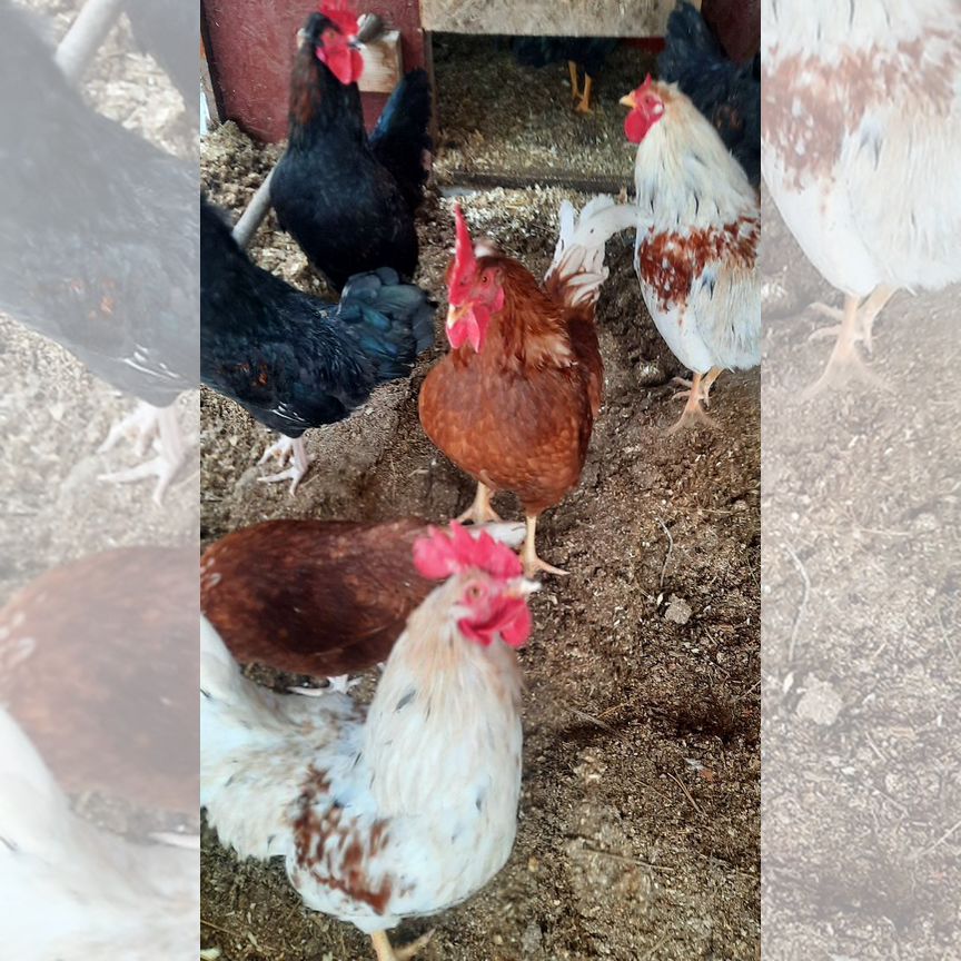 Молодые петухи