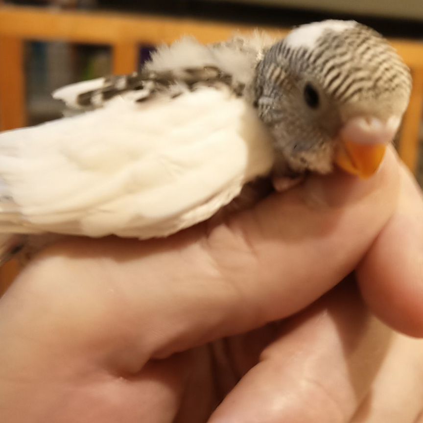 Птенец Волнистого попугая