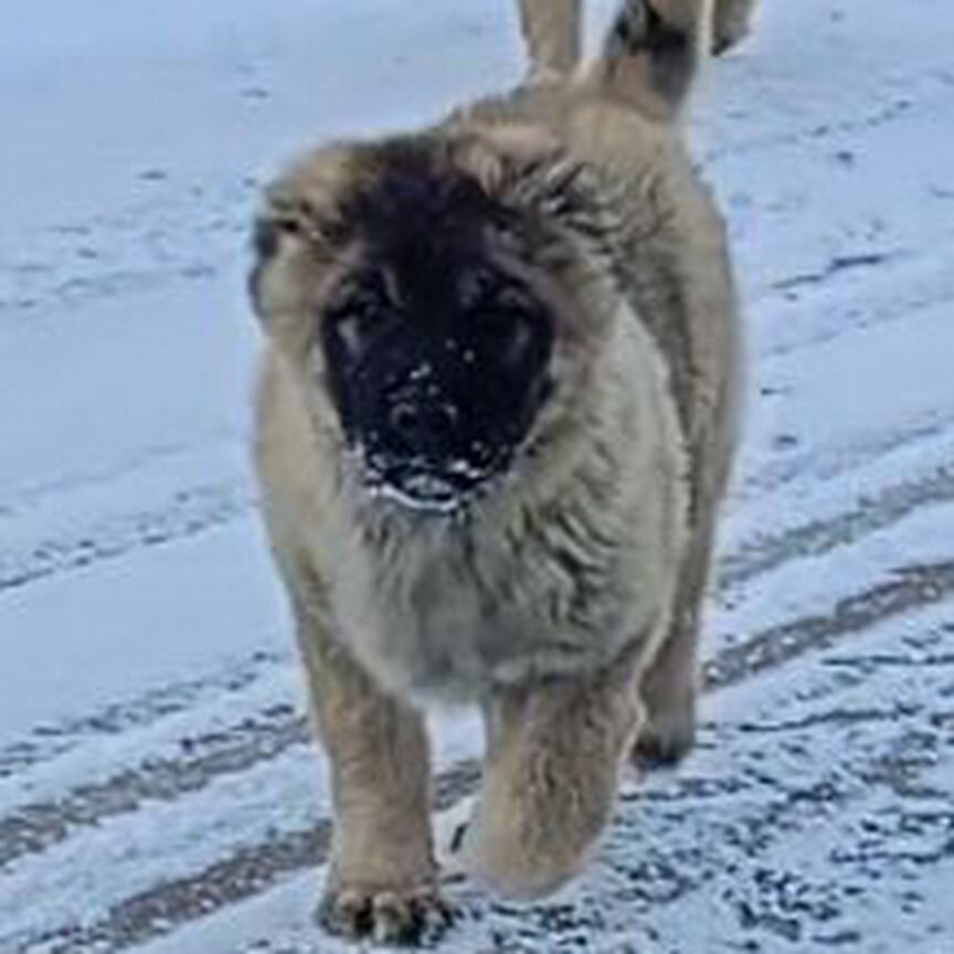 Щенок-кобель Кавказской овчарки