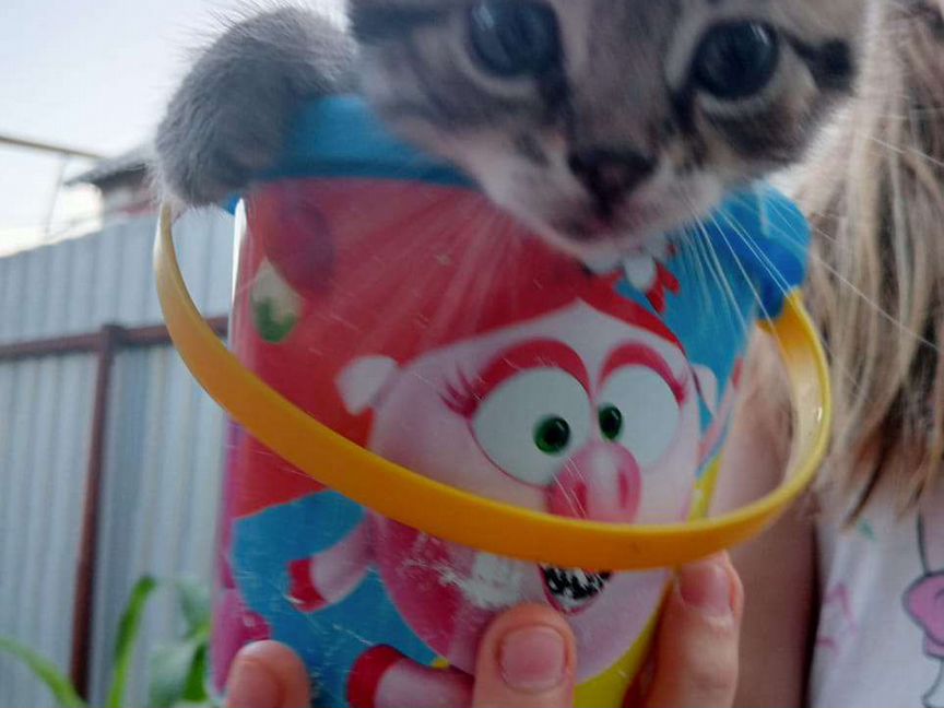 Кошка в дар бесплатно весело ухие метис