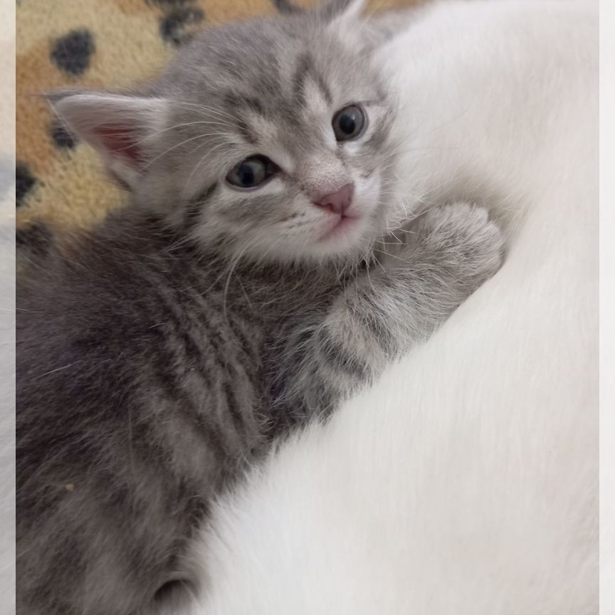 Котенок мальчик бесплатно