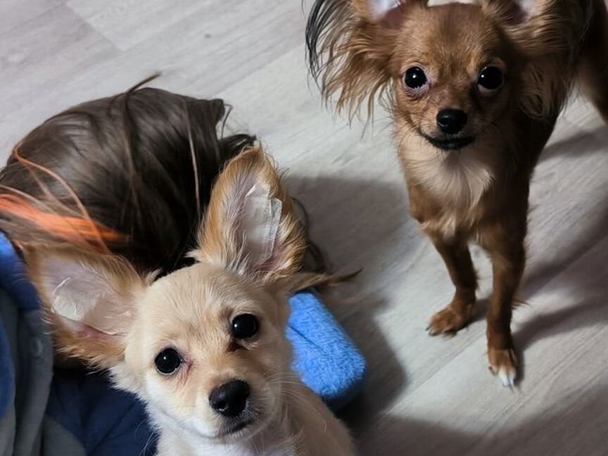 Русский той-терьер длинношерстный