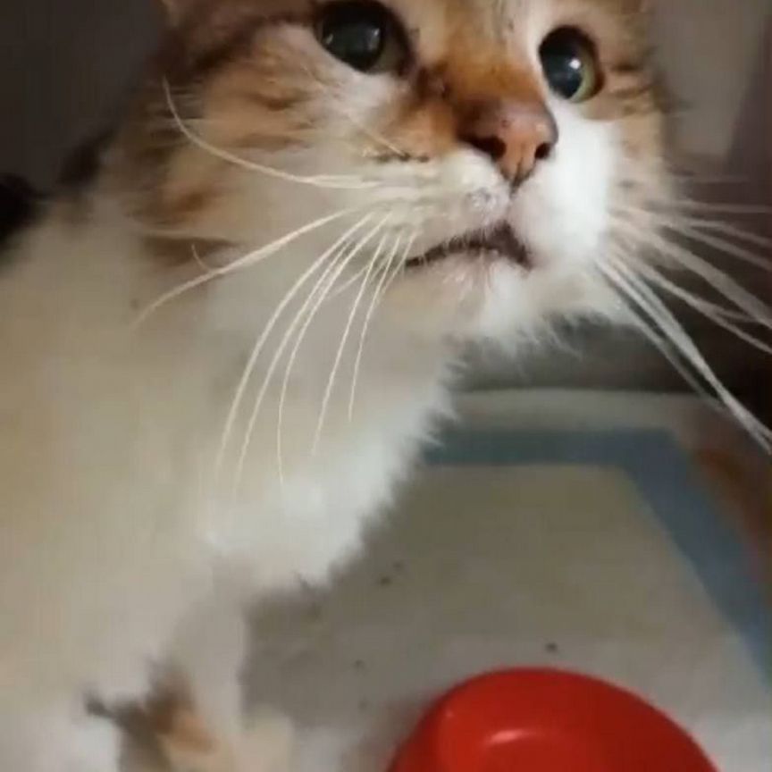 Кошки в добрые руки