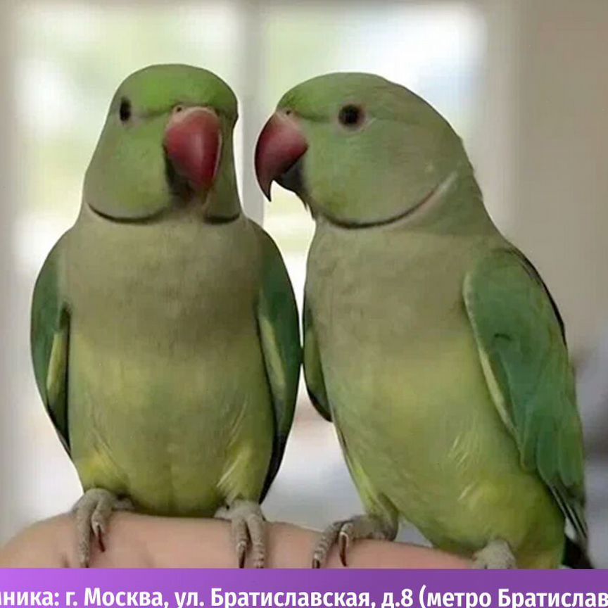 Попугай Ожереловый