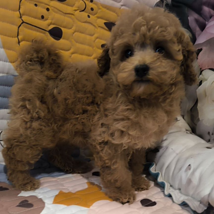 Пудель, щенок