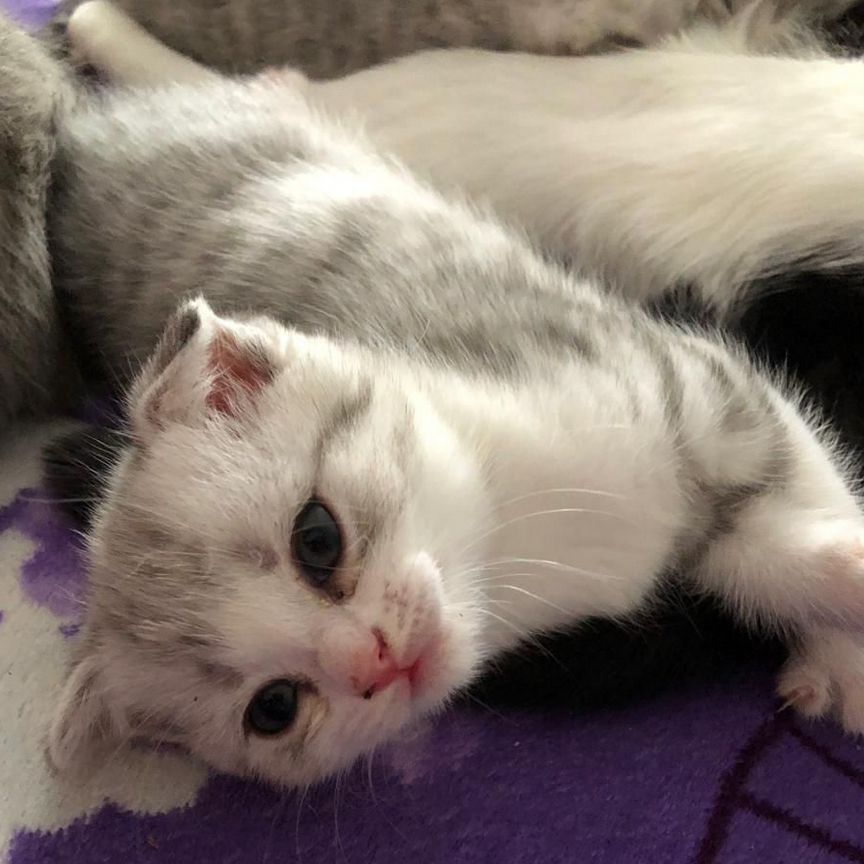 Шотландские вислоухие котята