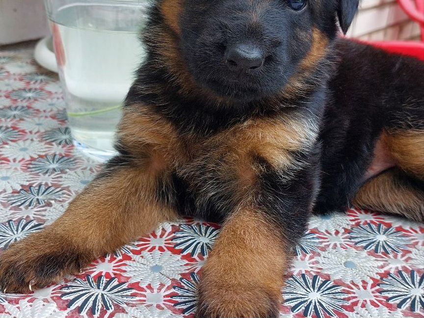 Немецкая овчарка