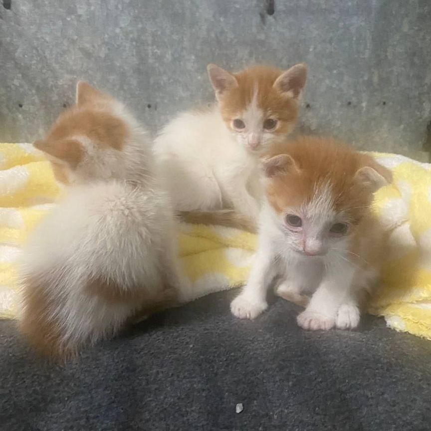 Котята малыши милаши